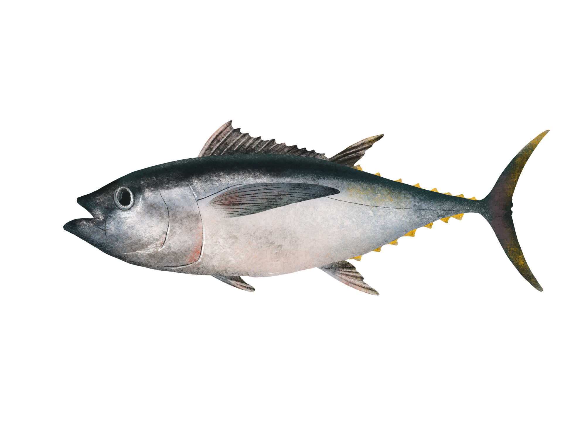 Bigeye Tuna Thunnus Obesus Fish Database