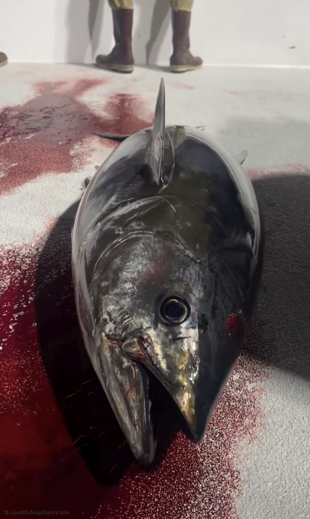 Pacific Queen Fish Report - Fish Report - Night 1 of our 3 day trip ...