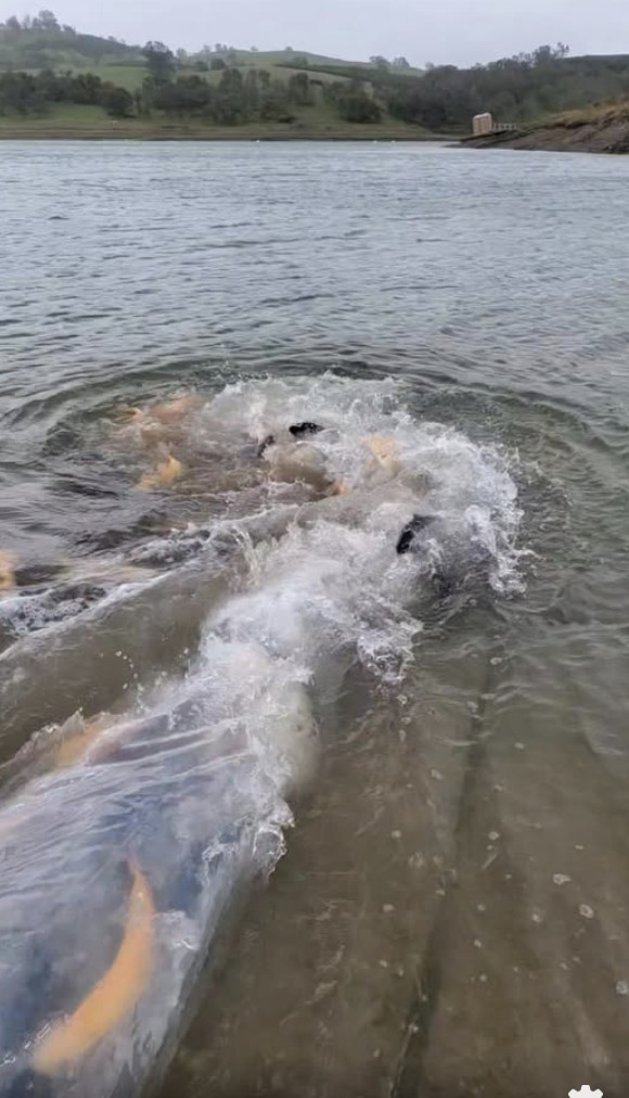 Pardee Reservoir Fish Report - Pardee Reservoir - Fish Plant at Pardee ...