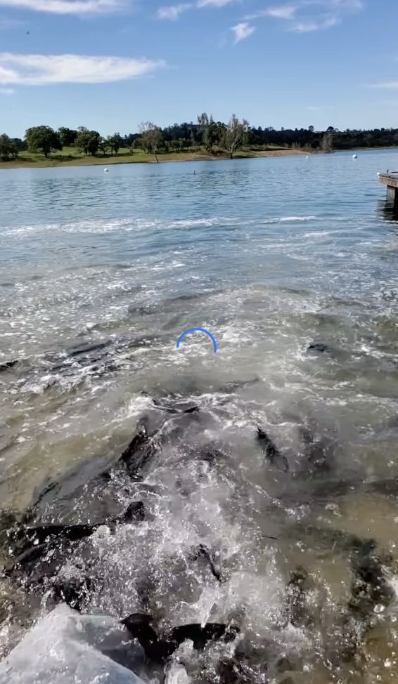 Lake Camanche Fish Report - Lake Camanche - TROUT PLANT UPDATE! - April ...