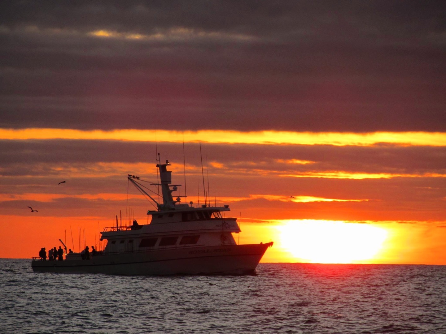 Saltwater Fish Reports Sportfishing Report Saltwater Fish Reports Sportfishing Report